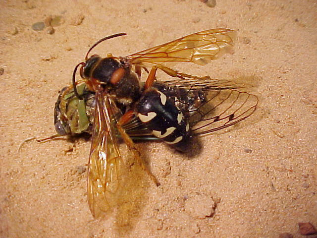 Giant Bee Like Insect Lives In Ground
