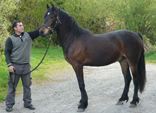 Welsh Cob Shop: Welsh Cobs For Sale