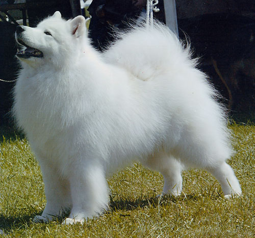 Samoyed: dog from north pole