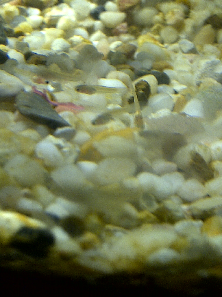 Si de peces quieres aprender este blog tendras que ver ¡!: Descripción ...