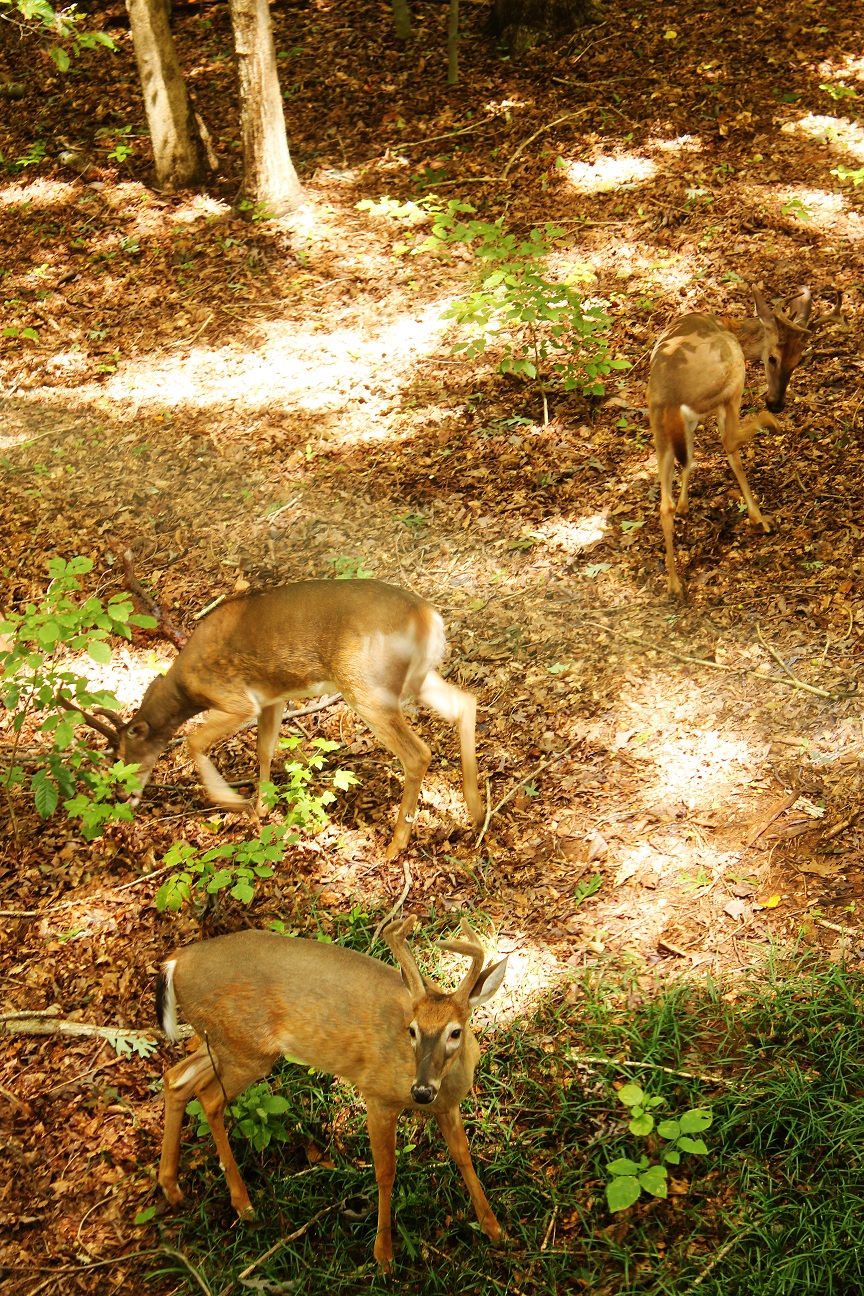 *The Handcrafted Life*: {Nature Photos} 3 Bucks!