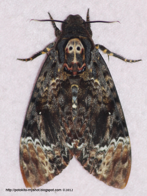 My Shot Gallery of Bengkulu: Death's Head Moth (Acherontia lachesis ...