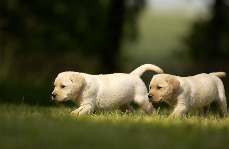 Interjeras: LABRADORO RETRIVERIS