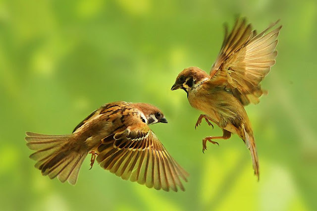 The Mirror: Two Birds