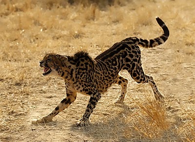 The King Cheetah Amazing Facts & Pictures | The Wildlife