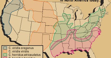 WHERE DO RATTLESNAKES LIVE? |The Garden of Eaden