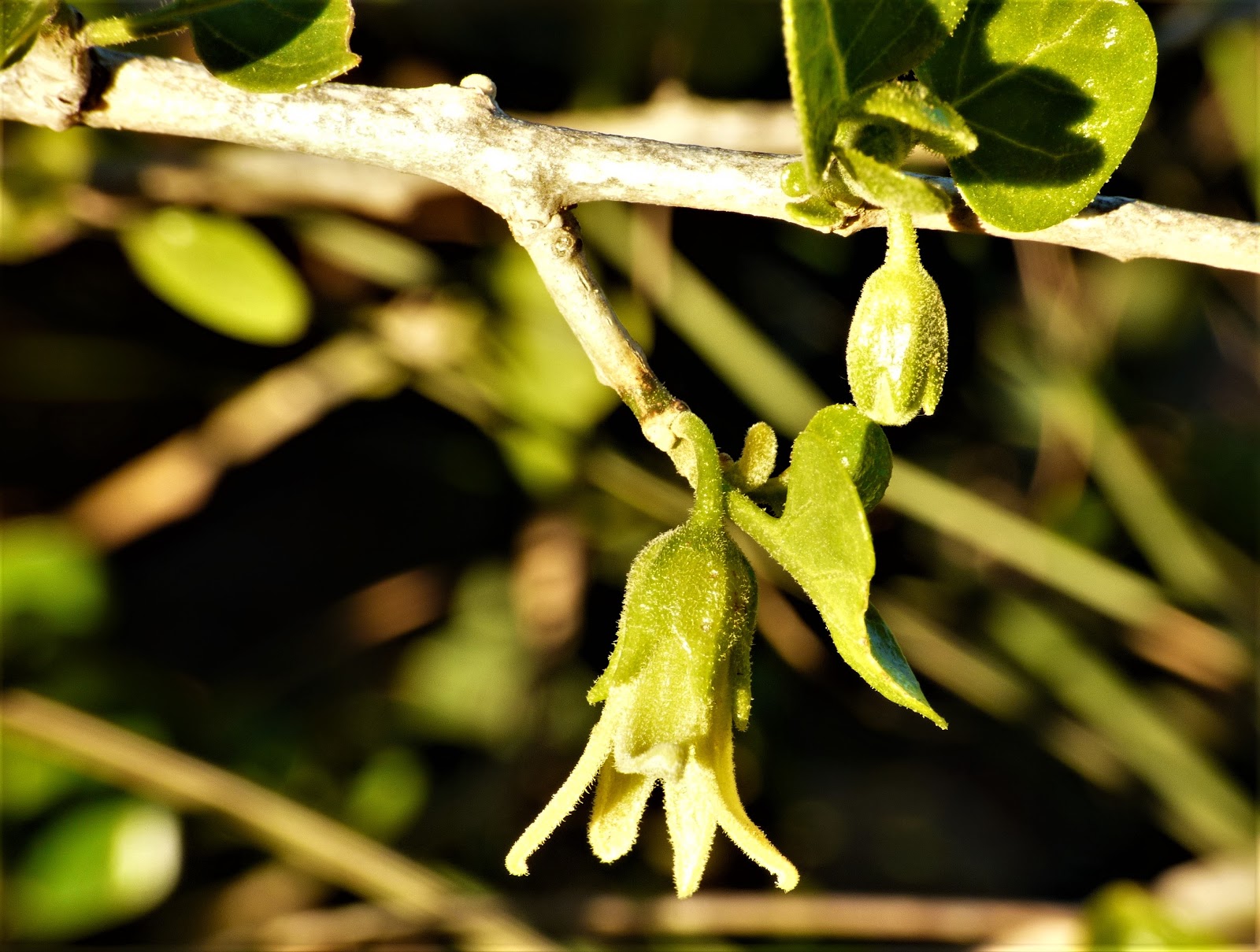 ↟ El Saúco ↟: febrero 2018