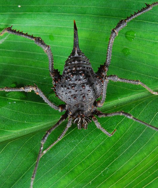 This Spider Could Actually Be the Spawn of Satan | Featured Creature