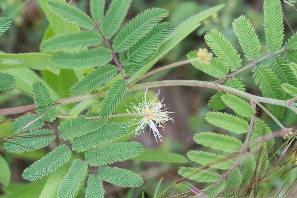 Window on a Texas Wildscape: Using iNaturalist as a tool
