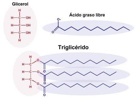 Triglicéridos