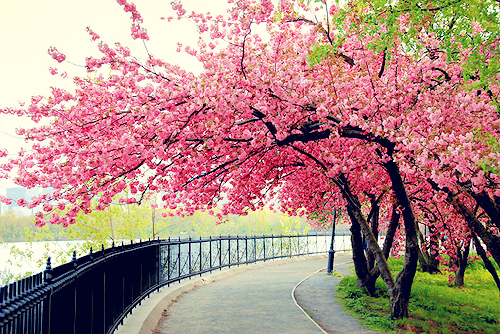 Two Kittens Beauty: Inspiration Thursday: Cherry Blossoms Tutorial