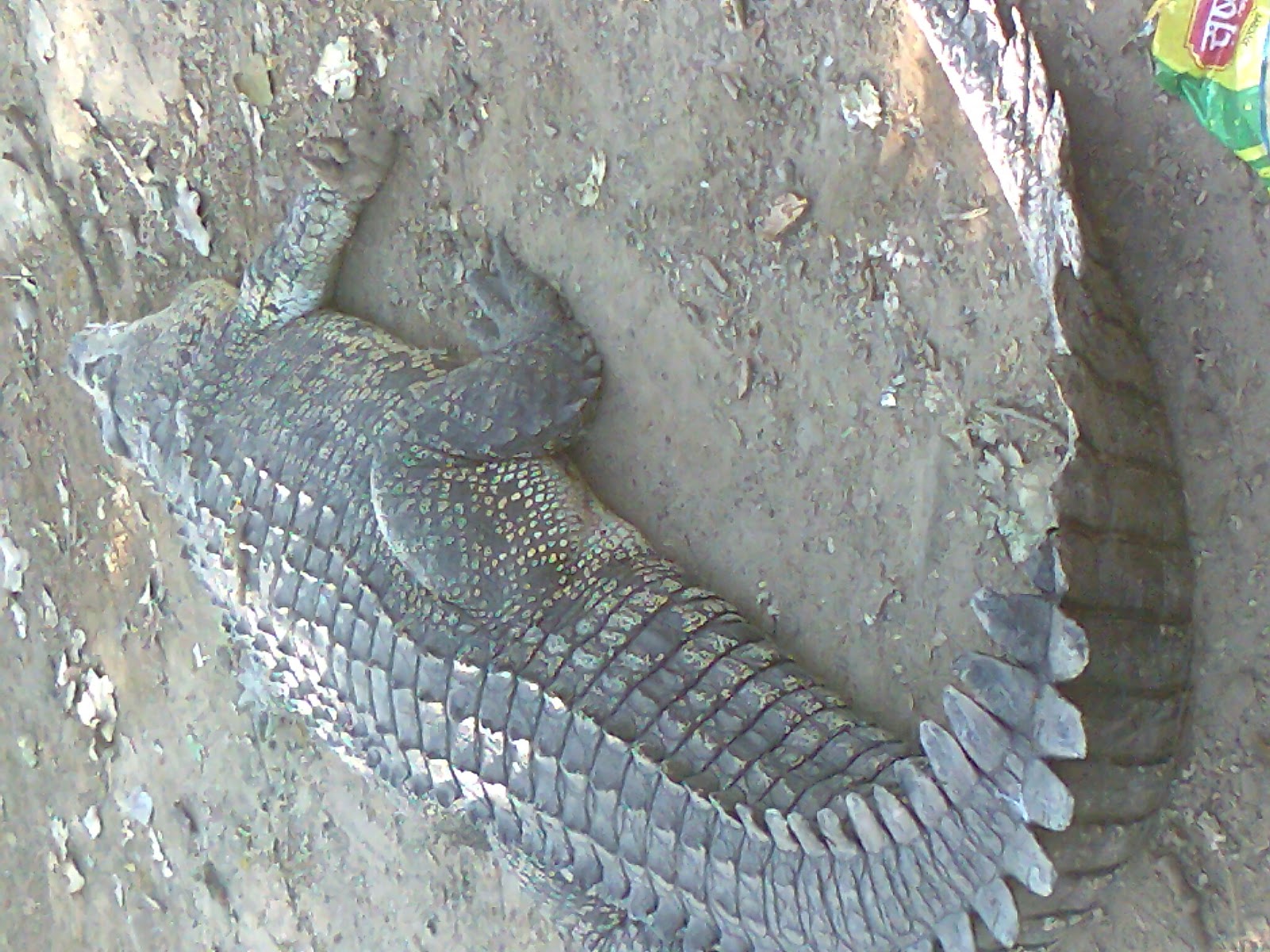 Kamla nehru zoo kankaria zoo ahmedabad - Green Ahmedabad: