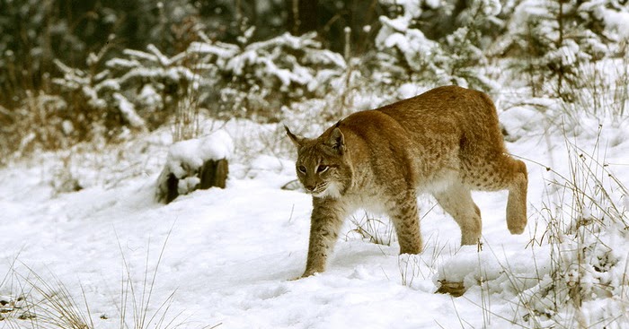 MYSLIVOST: RYS OSTROVID V PŘÍRODĚ