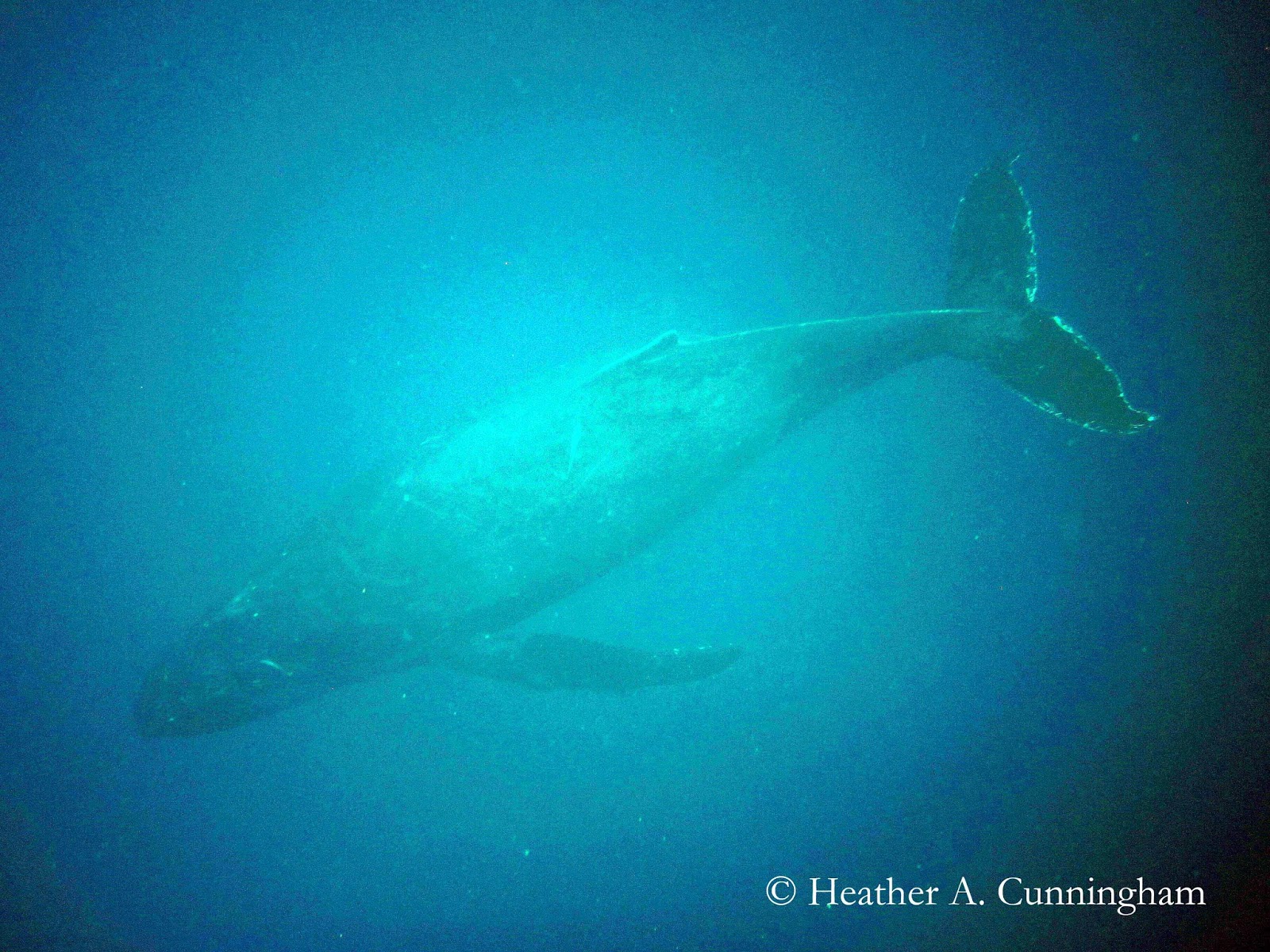 Singing Humpback Whale