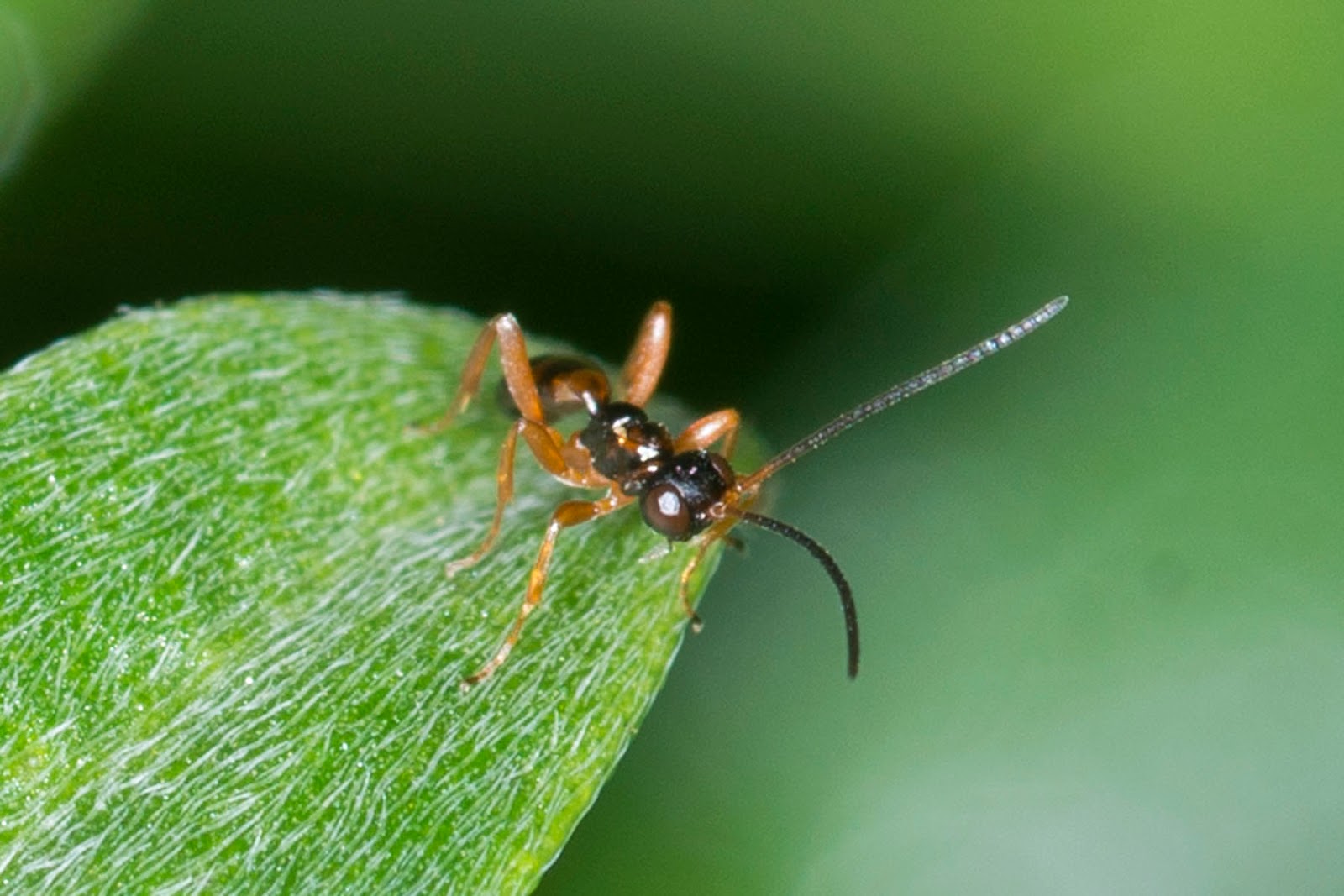 East Glamorgan Wildlife: Gelis sp - wingless ichneumon wasp