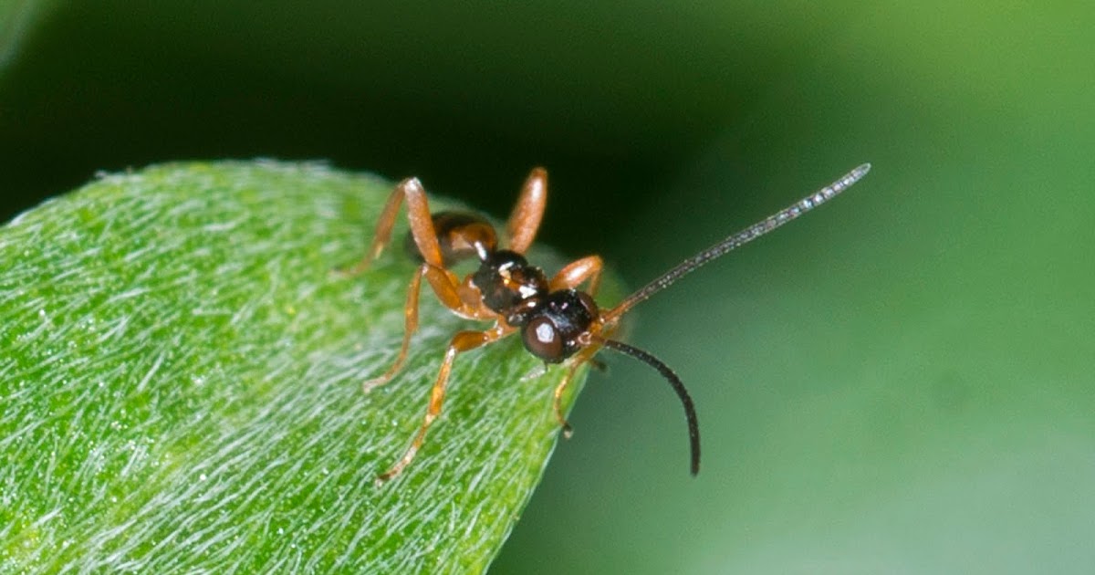 East Glamorgan Wildlife: Gelis sp - wingless ichneumon wasp