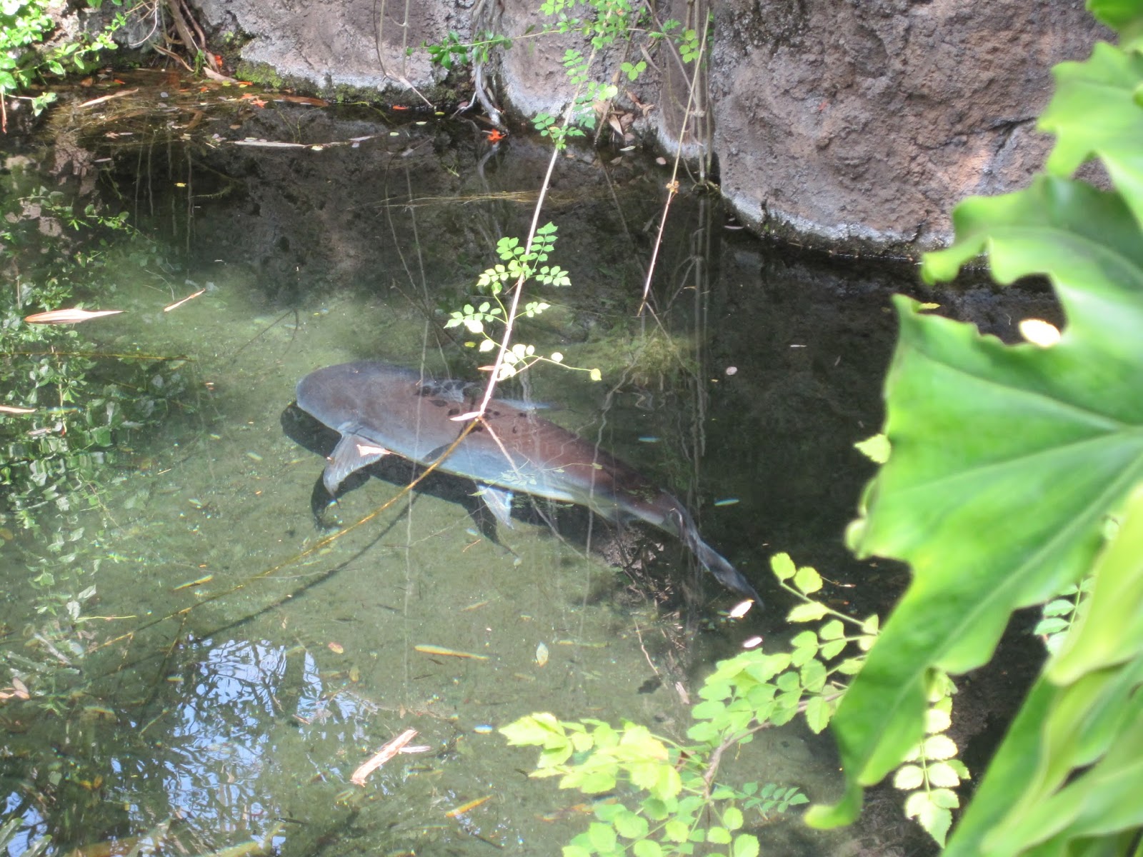 Paroon Sharks Guide: The Paroon Sharks Care Guide