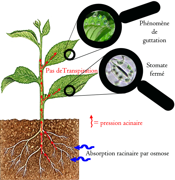 Pleurothallidinae: La guttation