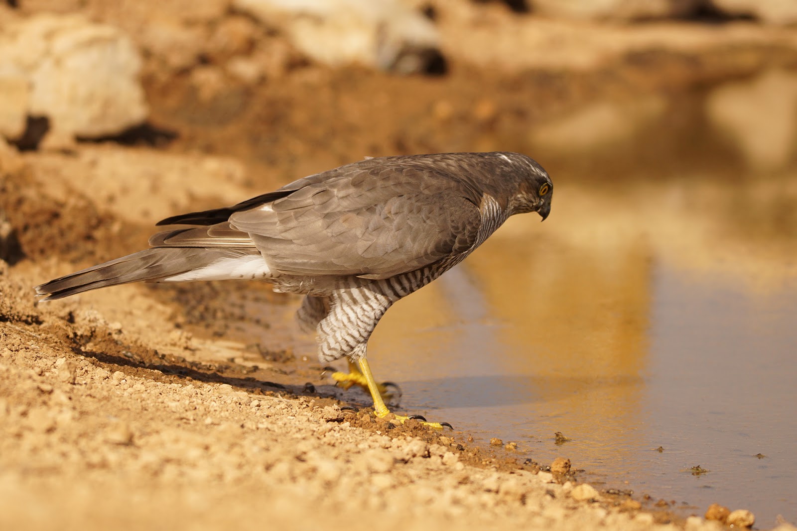 Pasión por las aves: Gavilán común.(Accipiter nisus)