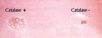 UJI KATALASE - Bahan Laboratorium.Com