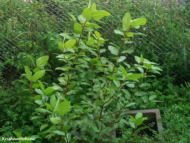 Photoblog: Enthralling Rainy Day Pictures