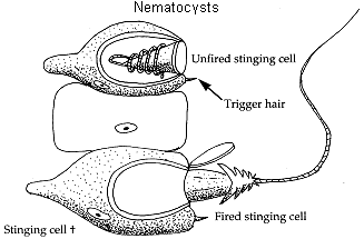 HSC BIOLOGY BY PROFESSOR MIZANURRAHMAN: Nidoblast cell and Nematosist