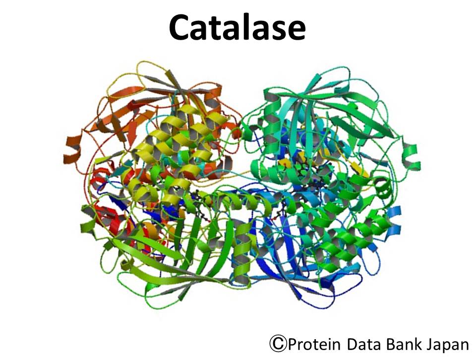 Mundo da Bioquímica (blog sobre bioquímica): Catalase