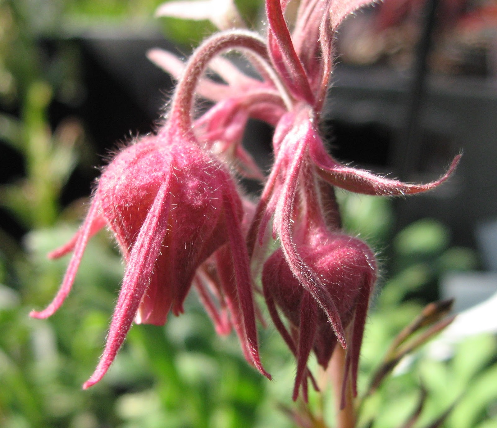 All about plants and more: Glorious Geums