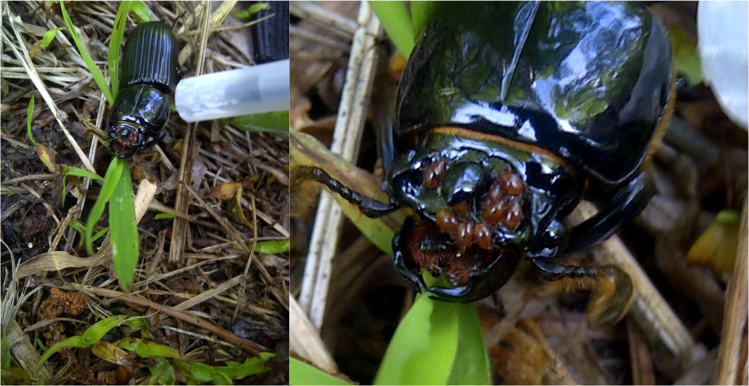 CHIPOJO LAB: The adventures of Anolis carolinensis