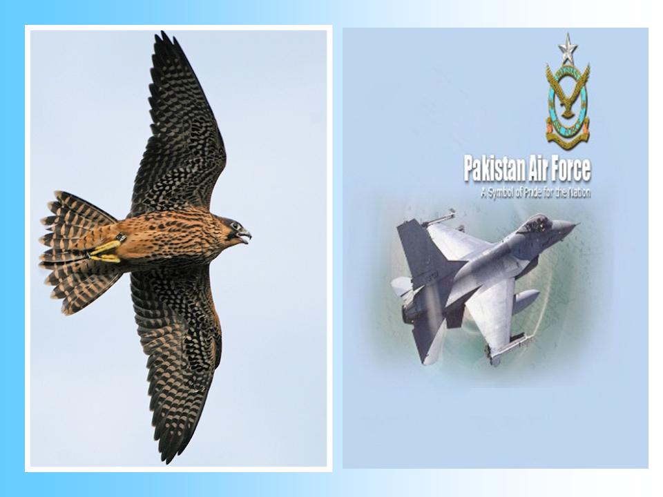 Shaheen Bird Pakistani