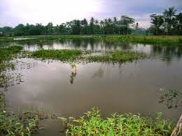 Komponen Ekosistem Rawa Di Kalimantan Selatan | PENGGEMAR PRAMUKA ...