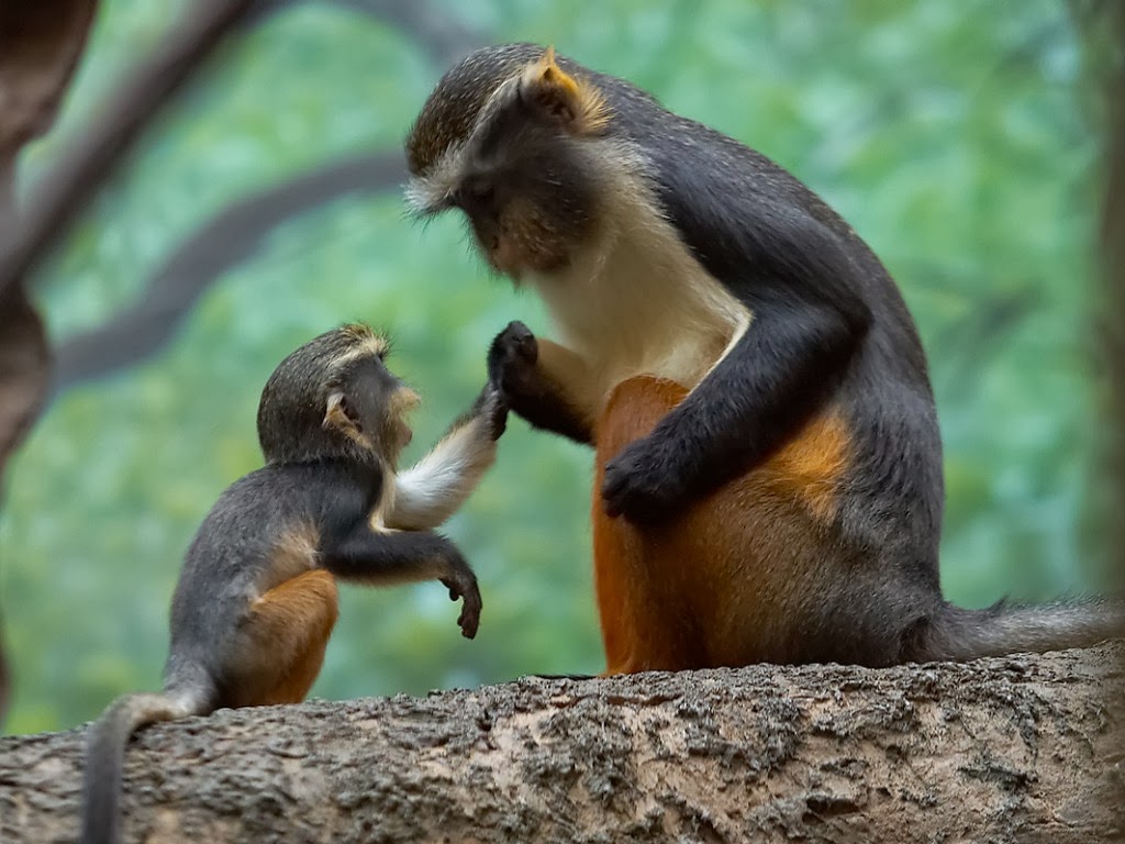 Primates Wallpapers ~ iWallpapers