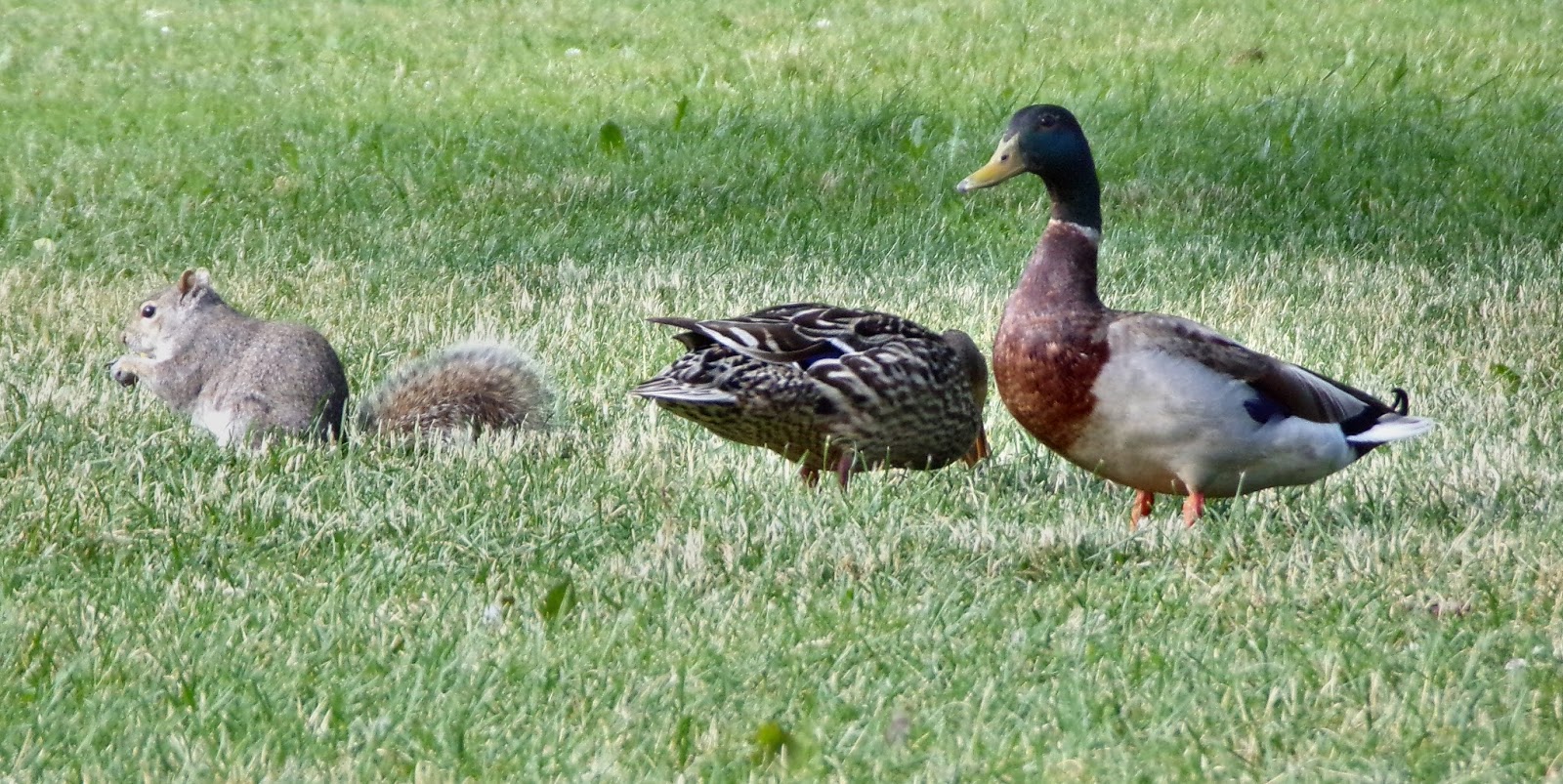 Susan Marie : Ducks, Birds, Squirrels and a Shaman