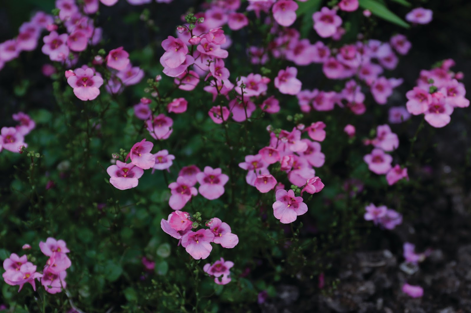 Imetabane on maailm: juuli 2016