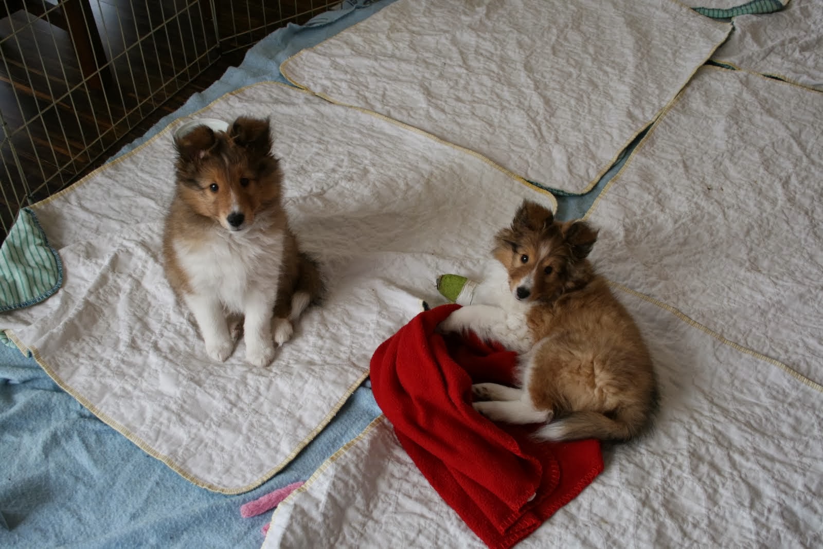 Hyper Hounds Shelties: sheltie pics