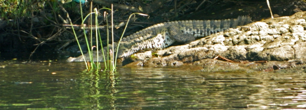 Crocodile safari at Maldoli backwater,Maharashtra,India | Travel life ...