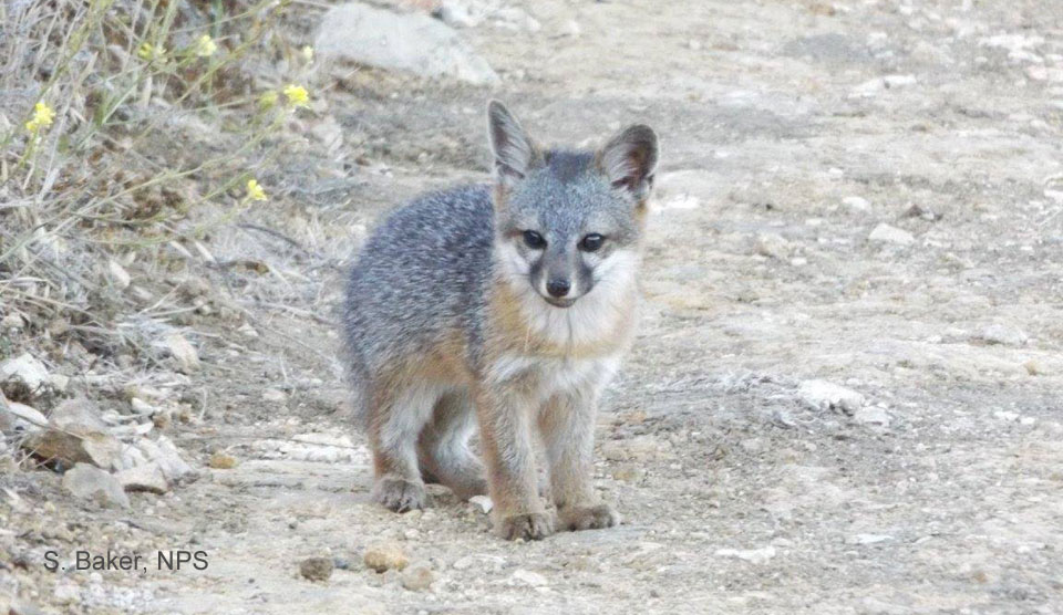 Friends of the Island Fox: This Island Fox Pup Needs You!