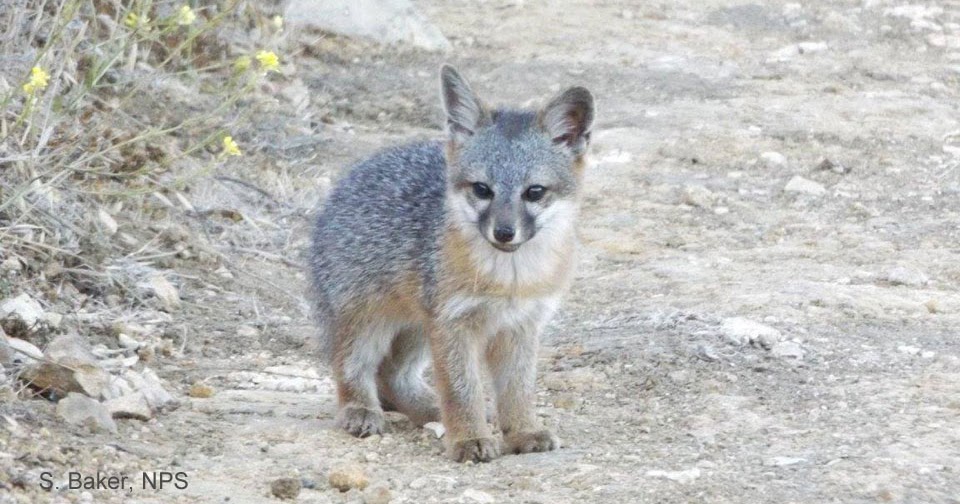 Friends of the Island Fox: This Island Fox Pup Needs You!