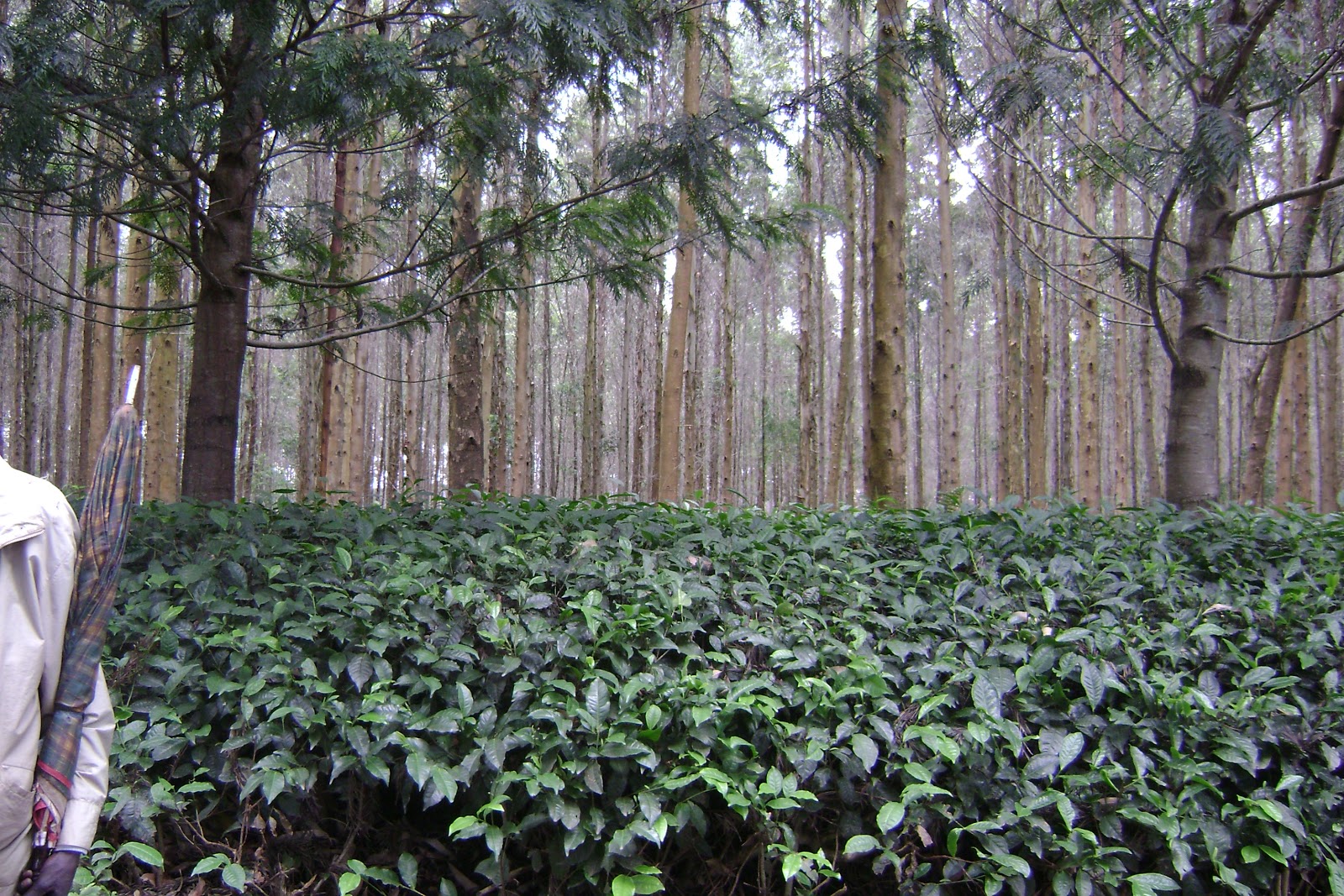 swetawriter: Kericho - the tea city of Kenya