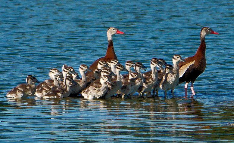 Bellas Aves de El Salvador: Dendrocygna autumnalis (pichiche o pishishe ...