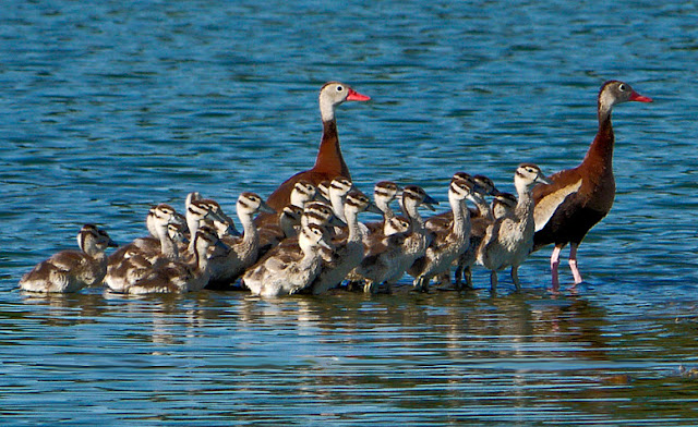 Bellas Aves de El Salvador: Dendrocygna autumnalis (pichiche o pishishe ...