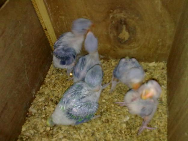 We love Our Bangladesh: Alexandrine Parakeet or Green Parrot (Tiya/Tuta ...