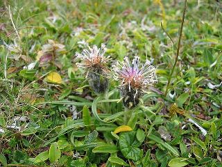 Vriksha Nursery: Kuth: The Magic Wild Flower of the Hills.