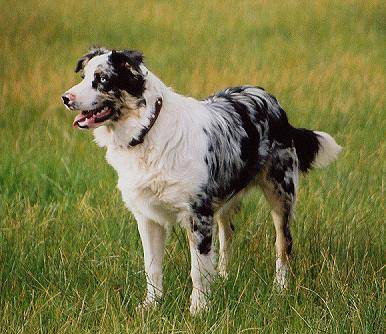 All Dogs Breed: Australian Koolie or German Coolie (Австралийский ...
