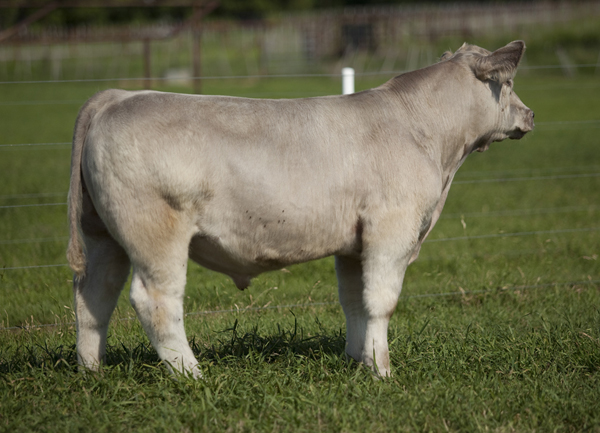 Lautner Farms: Austin Cattle Co Online Sale - April 18th