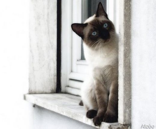 Siamese Cats Home - your cat will be happy!