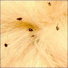 Chiens et Rhumatisme: Ce que vous devez savoir sur les puces