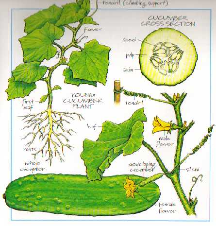 PLANT FAMILIES OF PUERTO RICO AND FLORIDA PAPO VIVES: CUCURBITACEAE NÚM ...