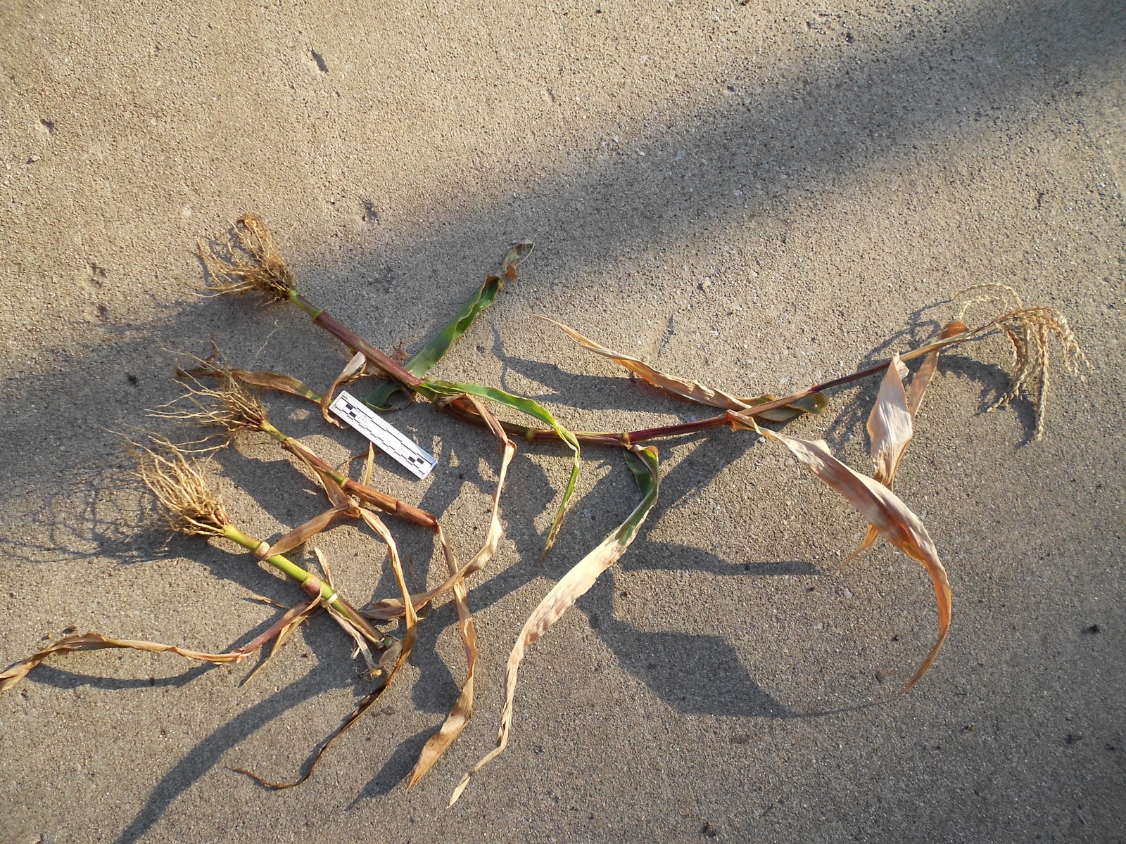 The Perennial Agriculturalist: Zea mays root system