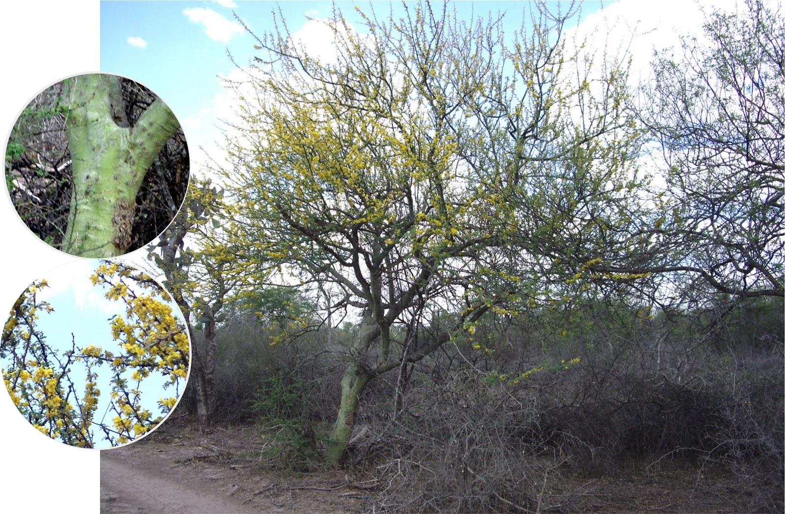 v e r d e c h a c o: abril 2010